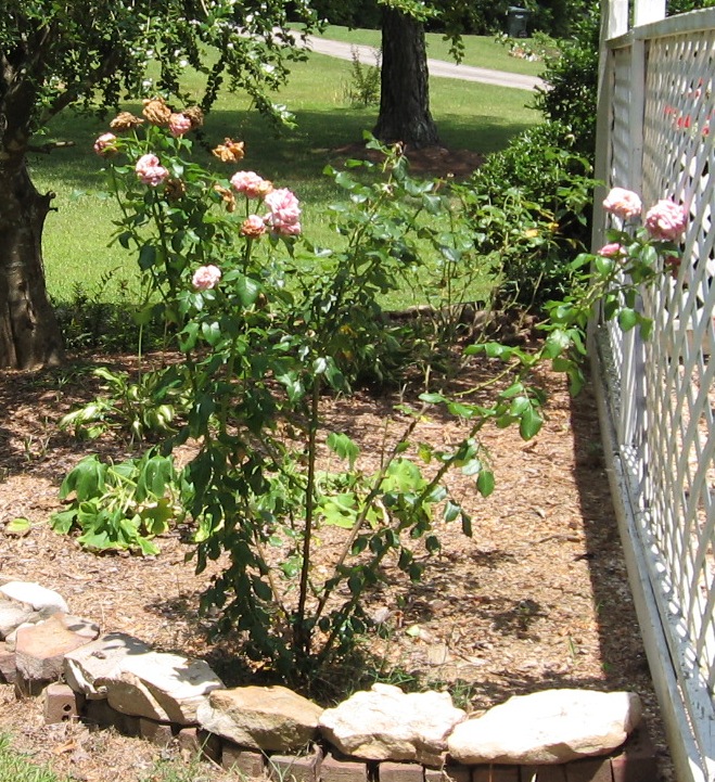 Pygmy Puffs and Heffalumps: Rose Identification?