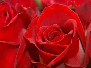 Ken-Zen Dojo: La Rosa Samurai