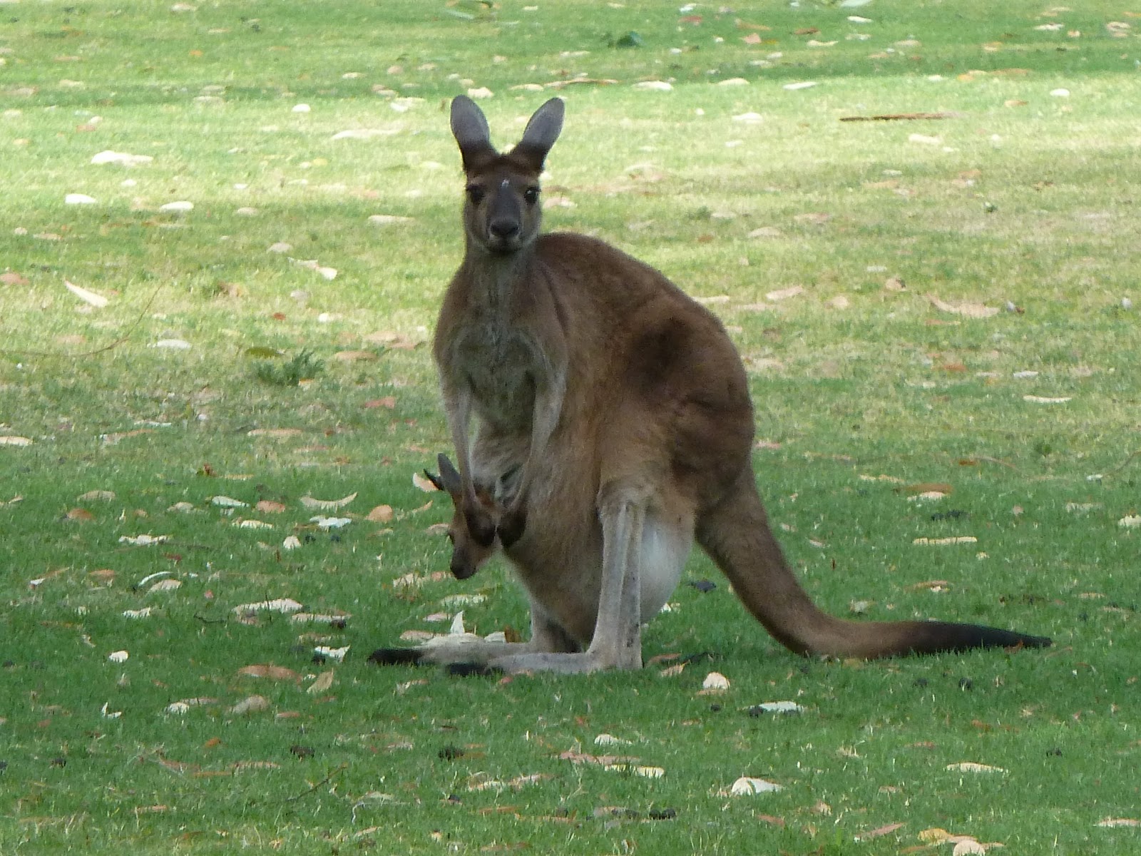Desert Grandparents: Kangaroos at Yanchep National Park