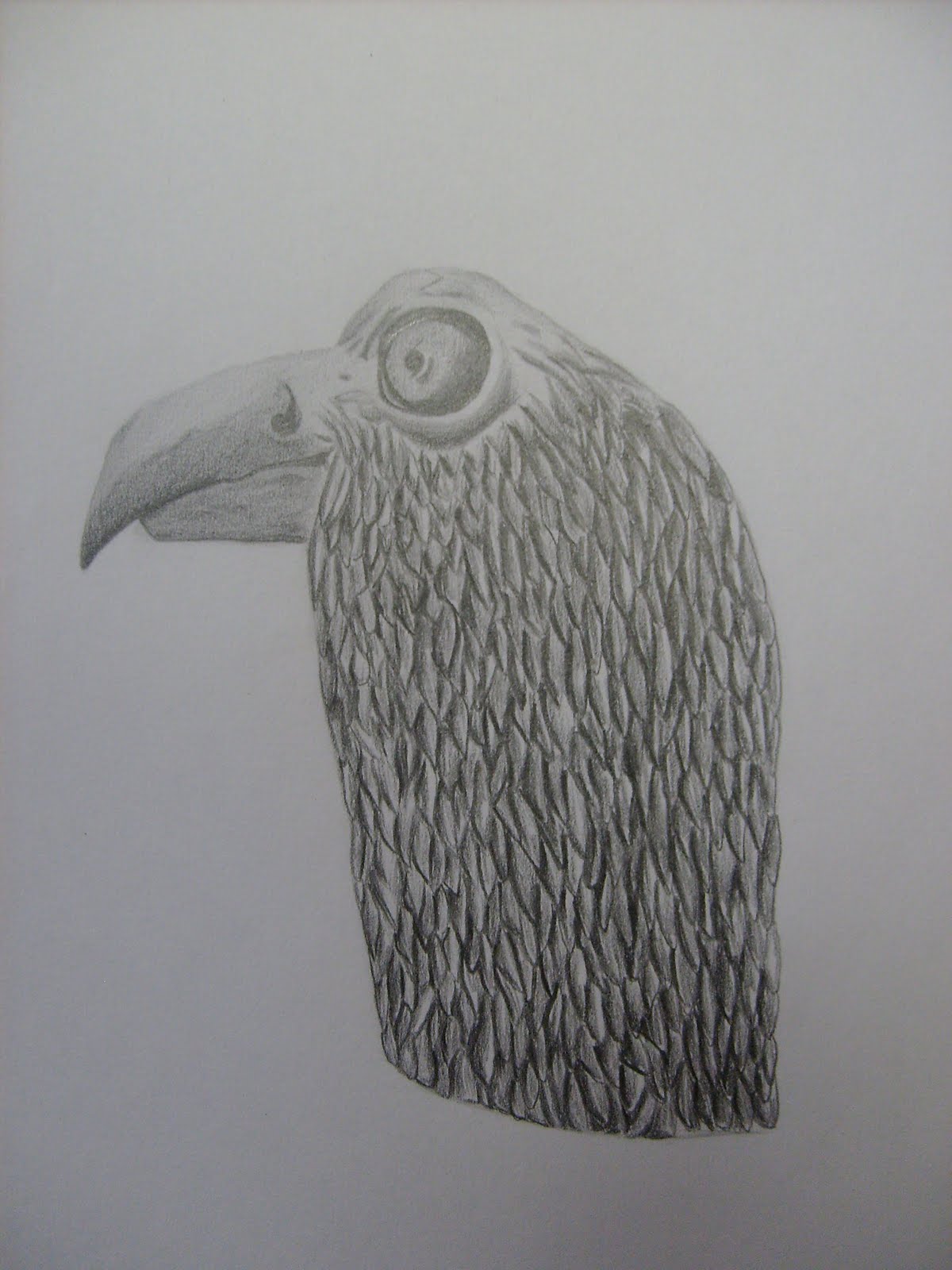 Sebastian castillo Valencia: Boceto de ave