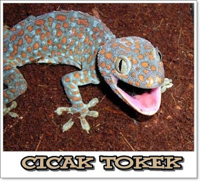 ::Ini Cerita Cicak Tokek Dan Aku:: | Zack Entry