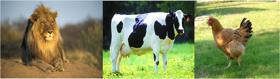 CONOCIENDO LAS CLASES DE ANIMALES: CLASIFICACION DE ANIMALES SEGUN SU ...