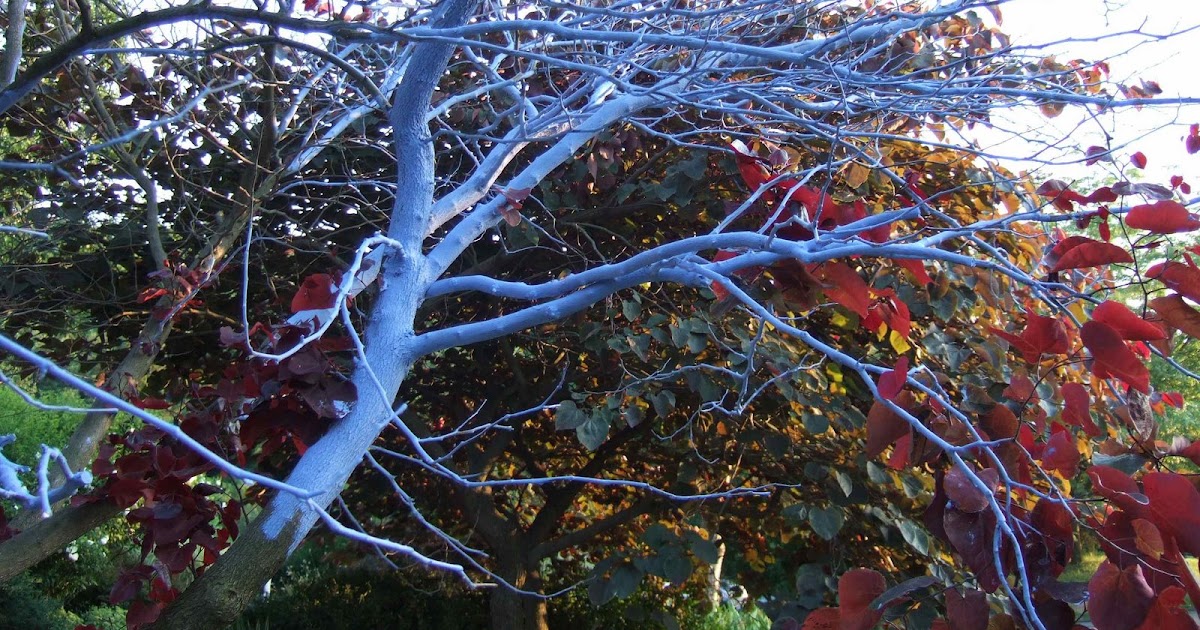 Helping Gardeners Grow: Why is that tree blue?