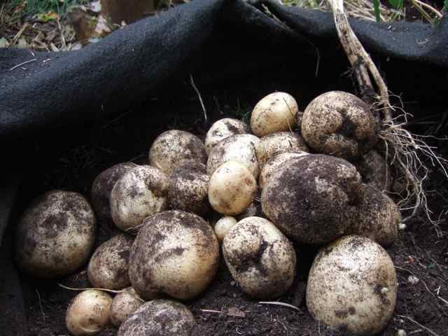 Helping Gardeners Grow: Growing Potatoes in a Pot
