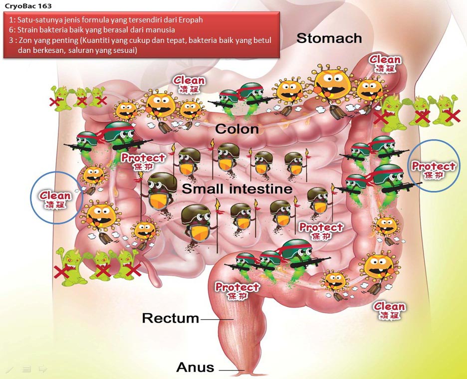 Info Kesihatan Anda: Kebaikan Probiotik kepada kesihatan usus