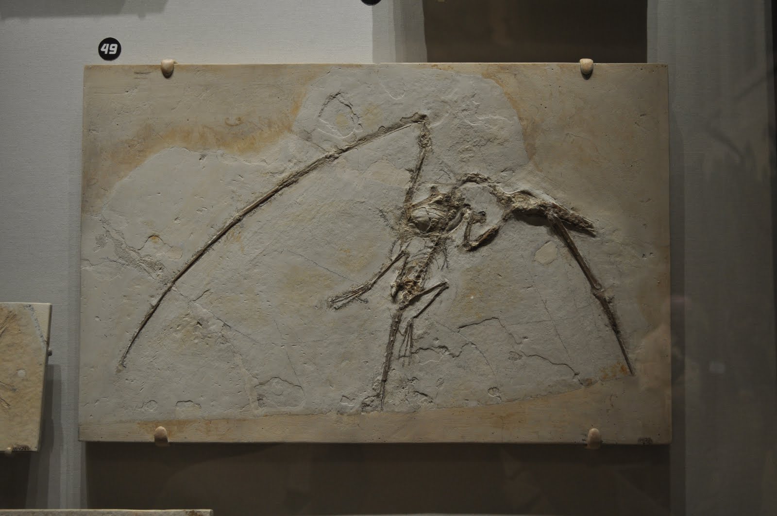 Superoceras: SVP 2010 (Day 3): Archosaurs All Over