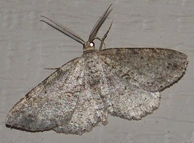 MIMEO MIMEO: The Moth Poem