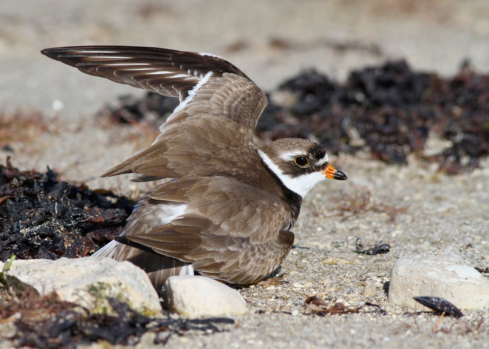 Birding Et Cetera: Banding Semipalmated Plovers