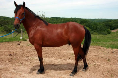 The Perfect Horse: Crossbreeds