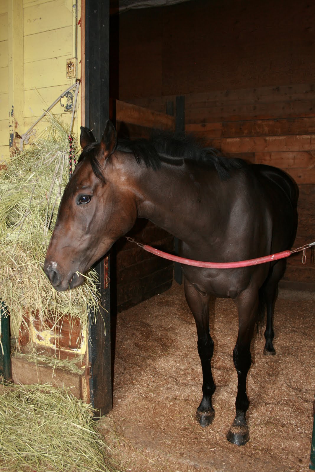 The Perfect Horse: The bad staller