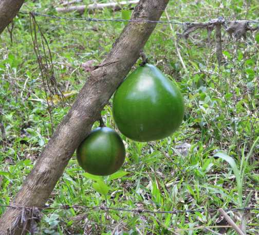 Wood House, Jicarillo Tree, Rio Viejo