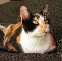 Best Cat Wallpapers: Calico Cat Pictures