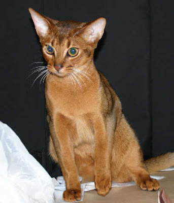 Best Cat Wallpapers: Cute Abyssinian Cat Wallpapers