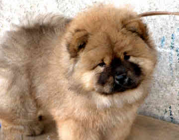 Animal Picture: Chow Chow Puppies Dog