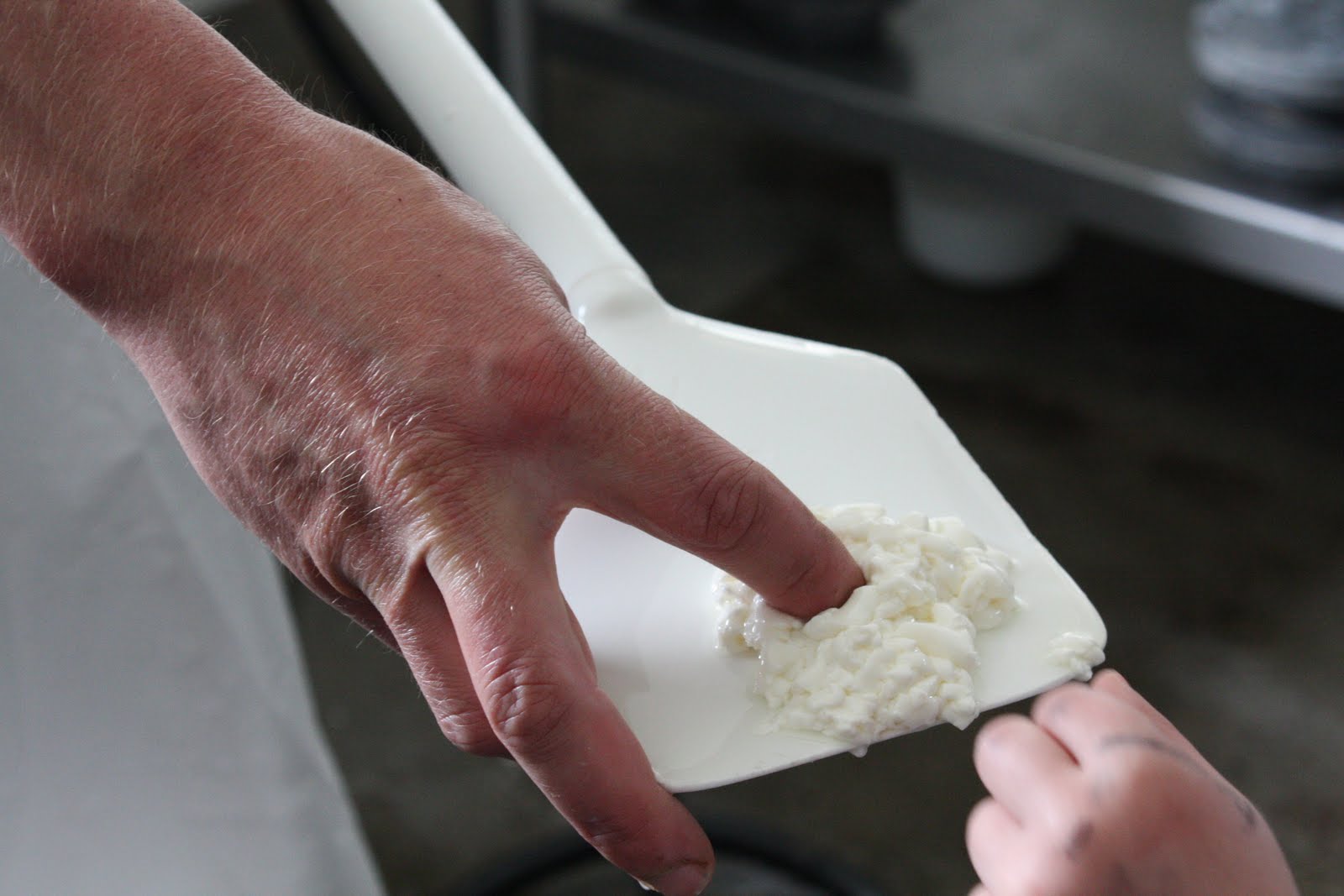 Seattle Tall Poppy: Farm Tour: Pleasant Valley Dairy and the Spring Cheeses