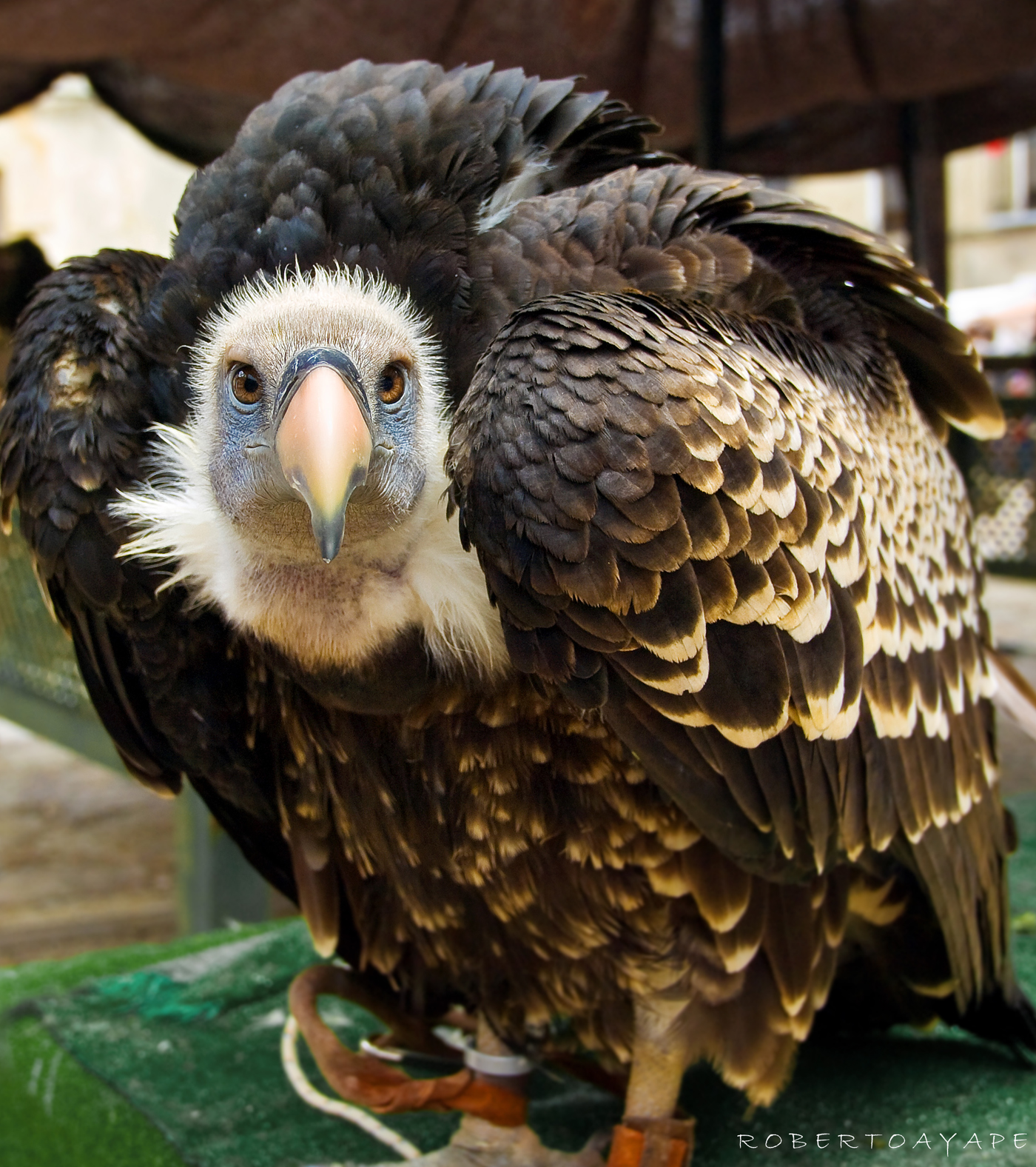 Roberto Ayape - Fotoblog: Buitre