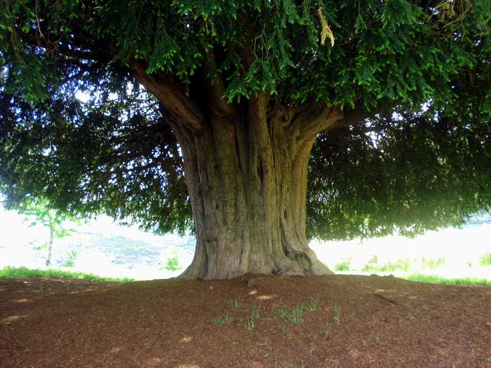 Mirada Social: El tejo milenario de San Cristobal de Valdueza