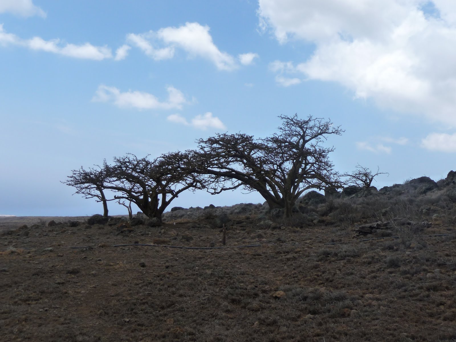 In Search of Royalties