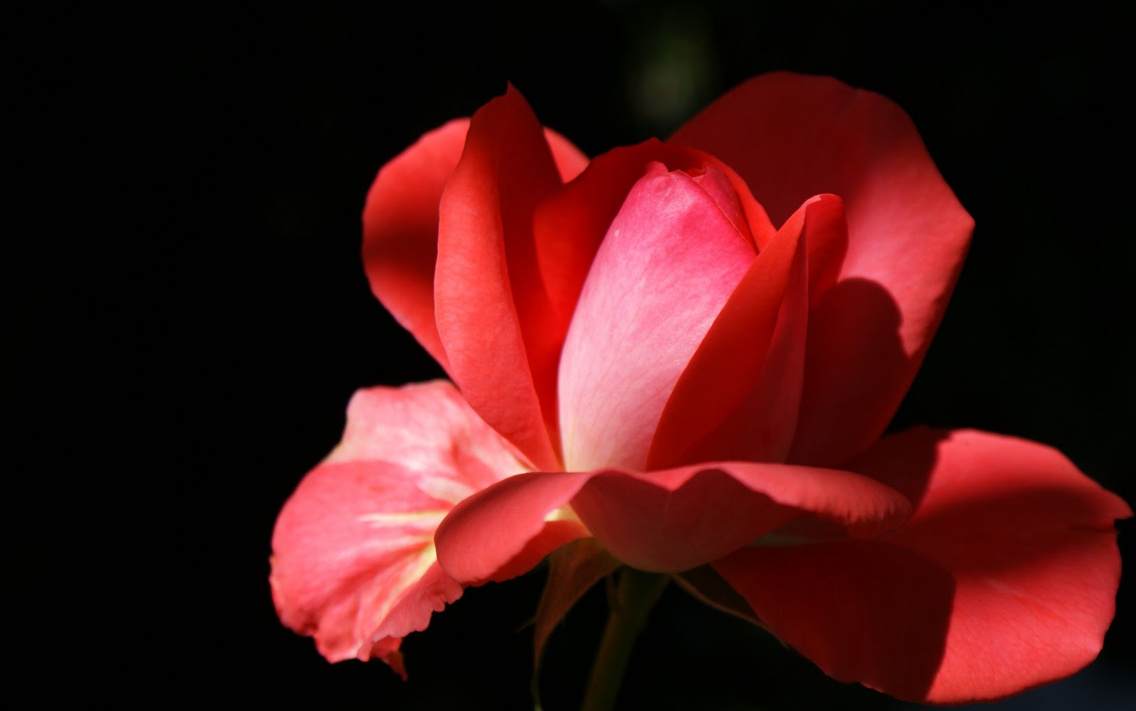 Saint Brice Info RT: Une rose d’automne, pour les 25000 visites du blog.