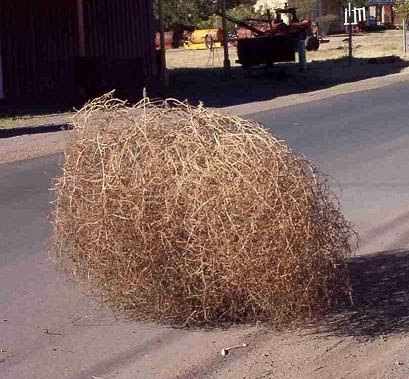 La Planta Rodadora del Desierto: "La Planta Rodadora del Desierto ...