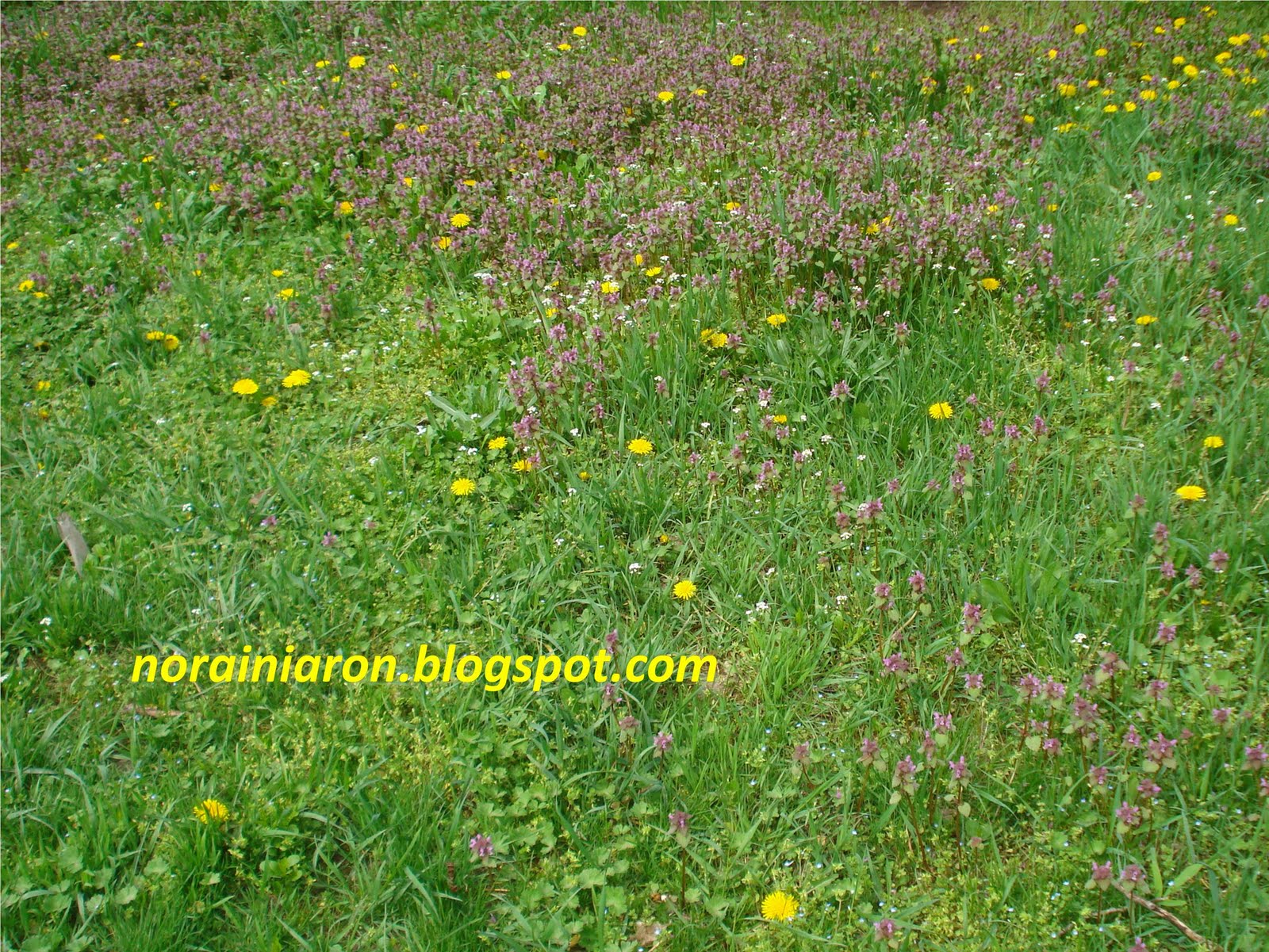 CAHAYA MATA MaSuL: BUNGA RUMPUT