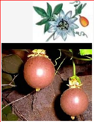 Inheems- en uitheems fruit: Passiebloemen of passievruchten in warme ...