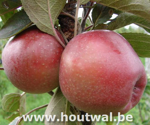 Inheems- en uitheems fruit: Roodvlezige appels zijn gezond!