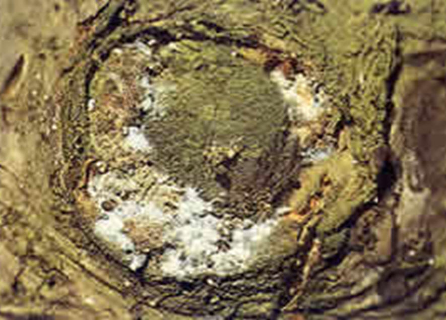 Inheems- en uitheems fruit: Wollige appelbloedluis kan overwinteren op ...