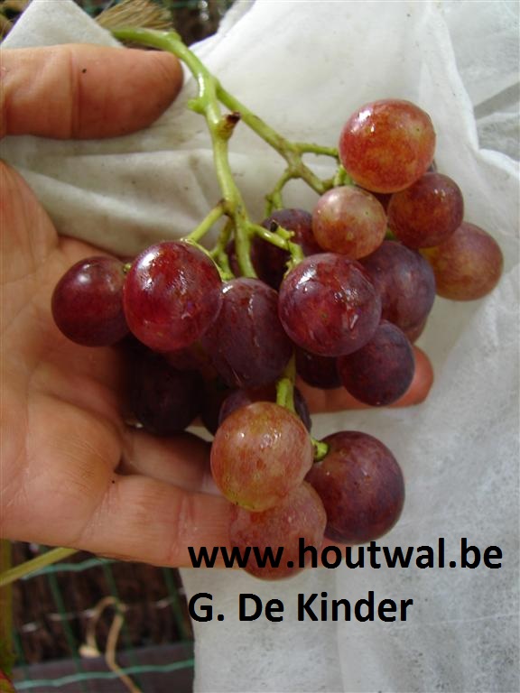 Inheems- en uitheems fruit: Lekkere tafeldruiven in openlucht.