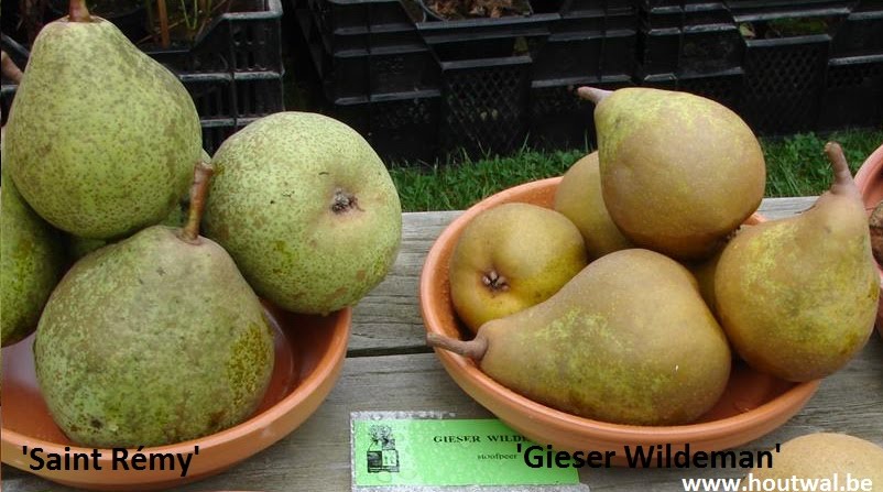 Inheems- en uitheems fruit: Stoofperen/keukenperen plukken!