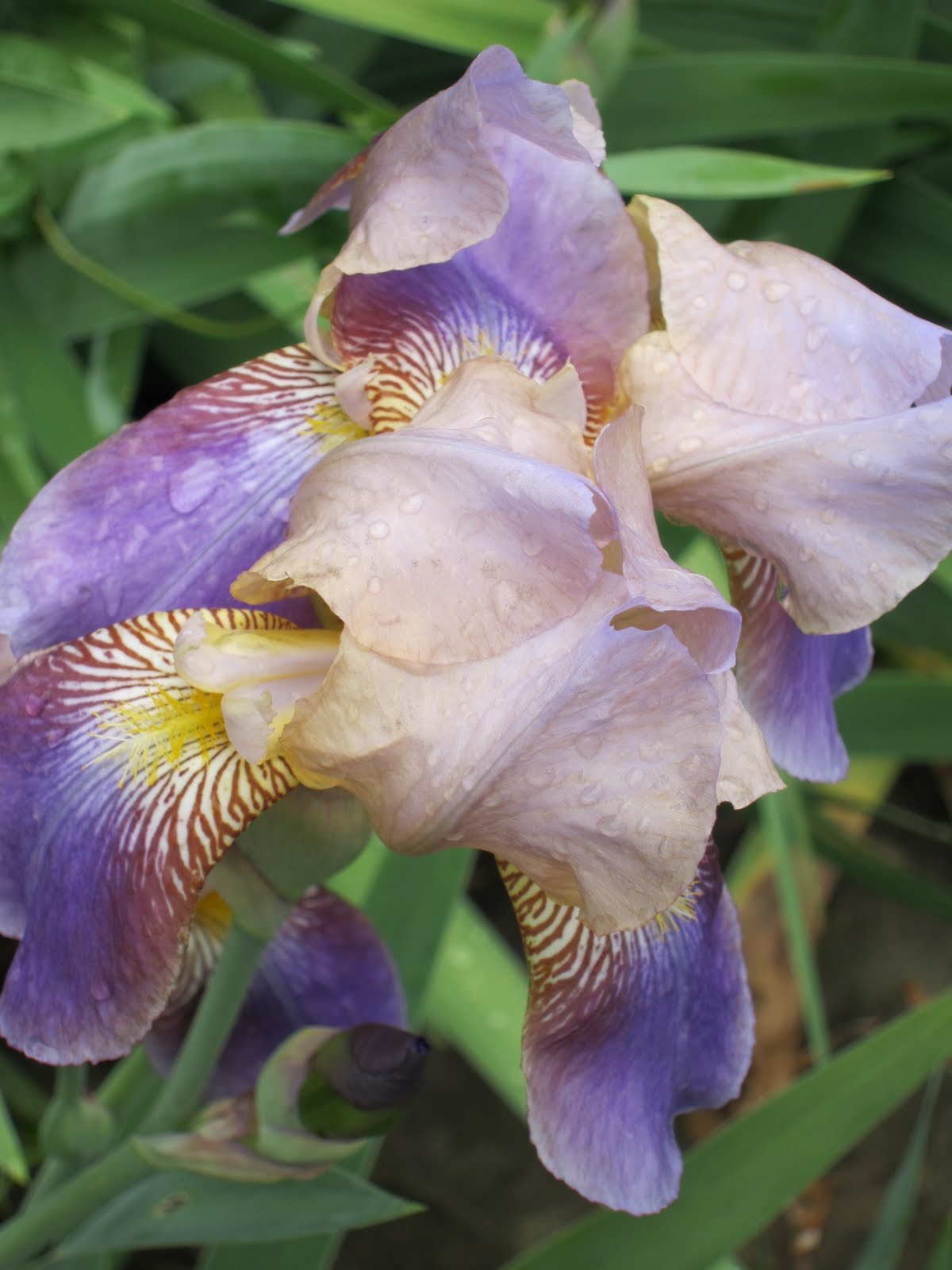 Bentobird: iris colors bento