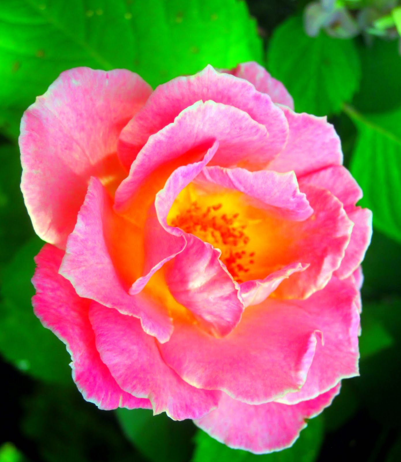 Bentobird: August 2010