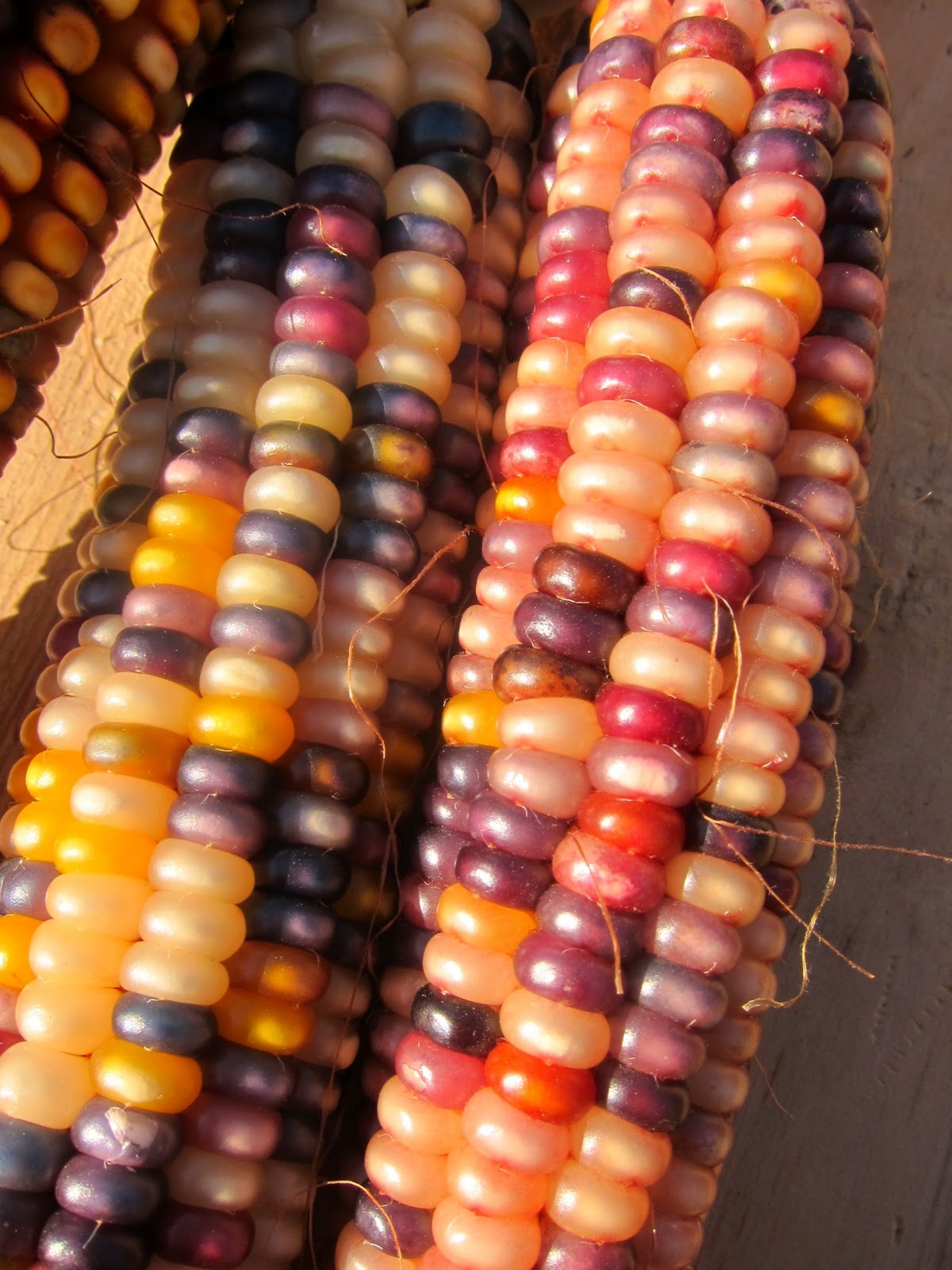 Bentobird: savoring late october