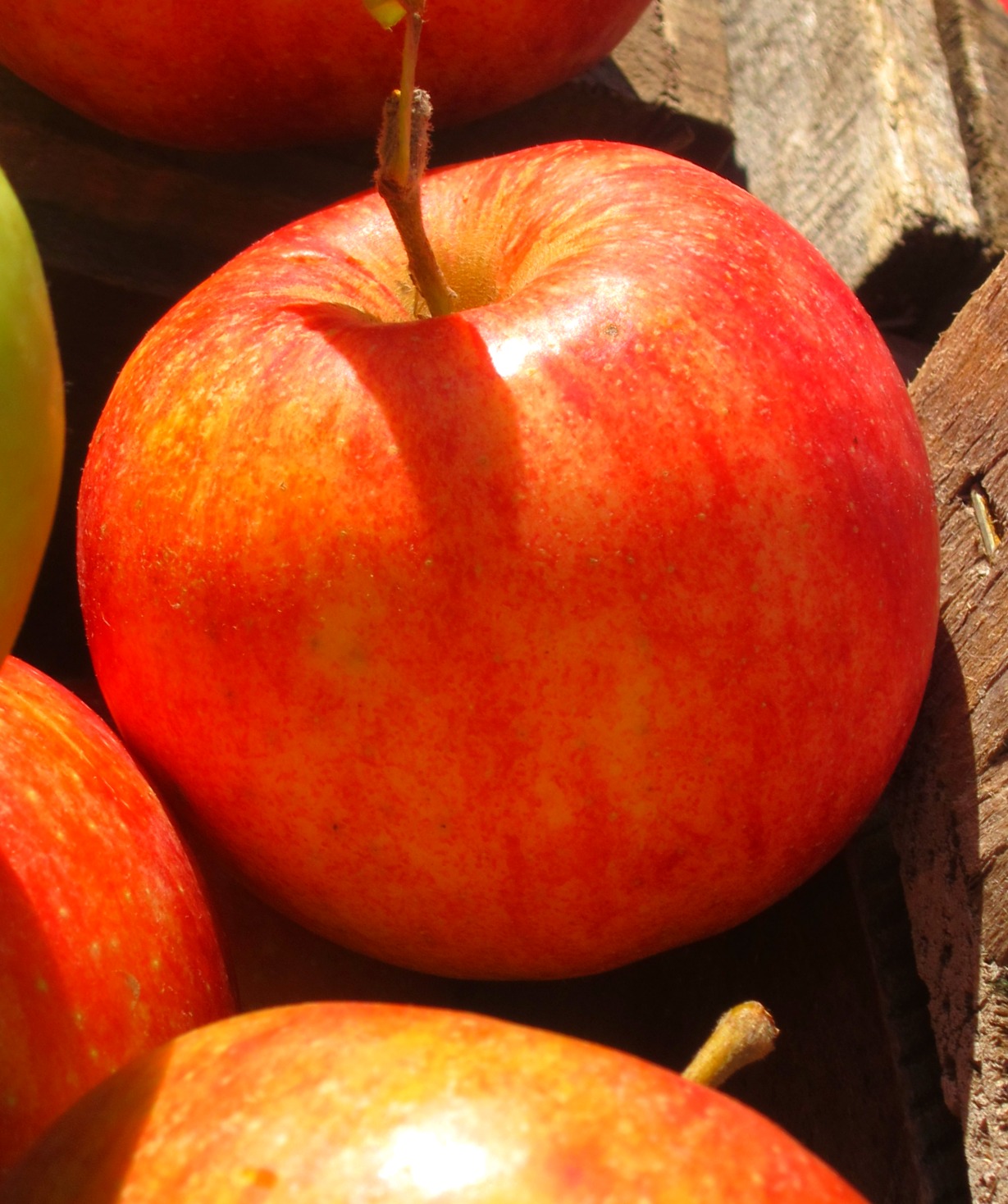 Bentobird: savoring late october