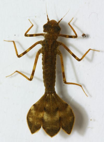 Protoneuridae Larvae