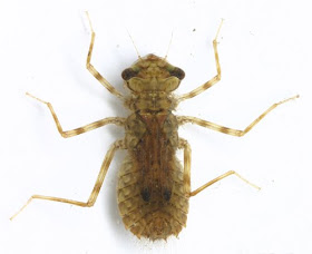 Libellulidae