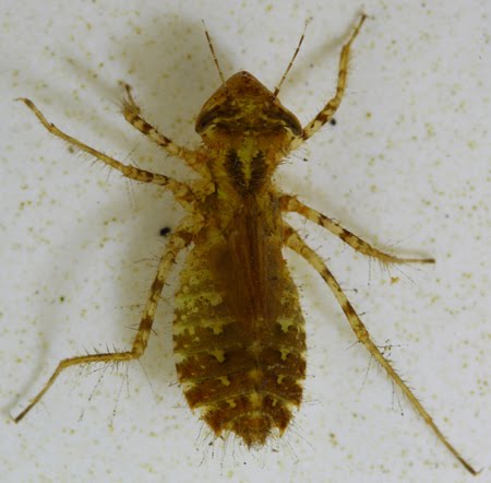 Odonata of Peninsular Malaysia: A Libelulid Larva