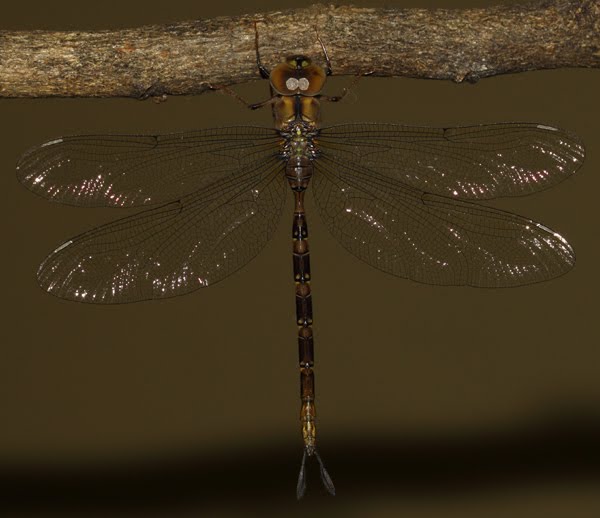 Odonata of Peninsular Malaysia: Gynacantha subinterrupta - Female