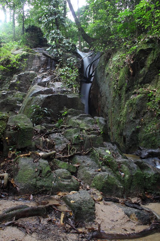Odonata of Peninsular Malaysia: Sg Tekala Recreational Forest