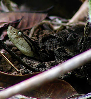 colombian snakes: welcome