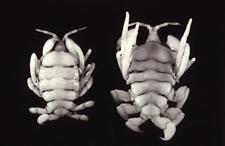 The Other 95%: Right Whale Lice