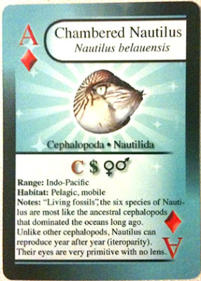 The Other 95%: Nautilus Night - Cephalopod of Diamonds
