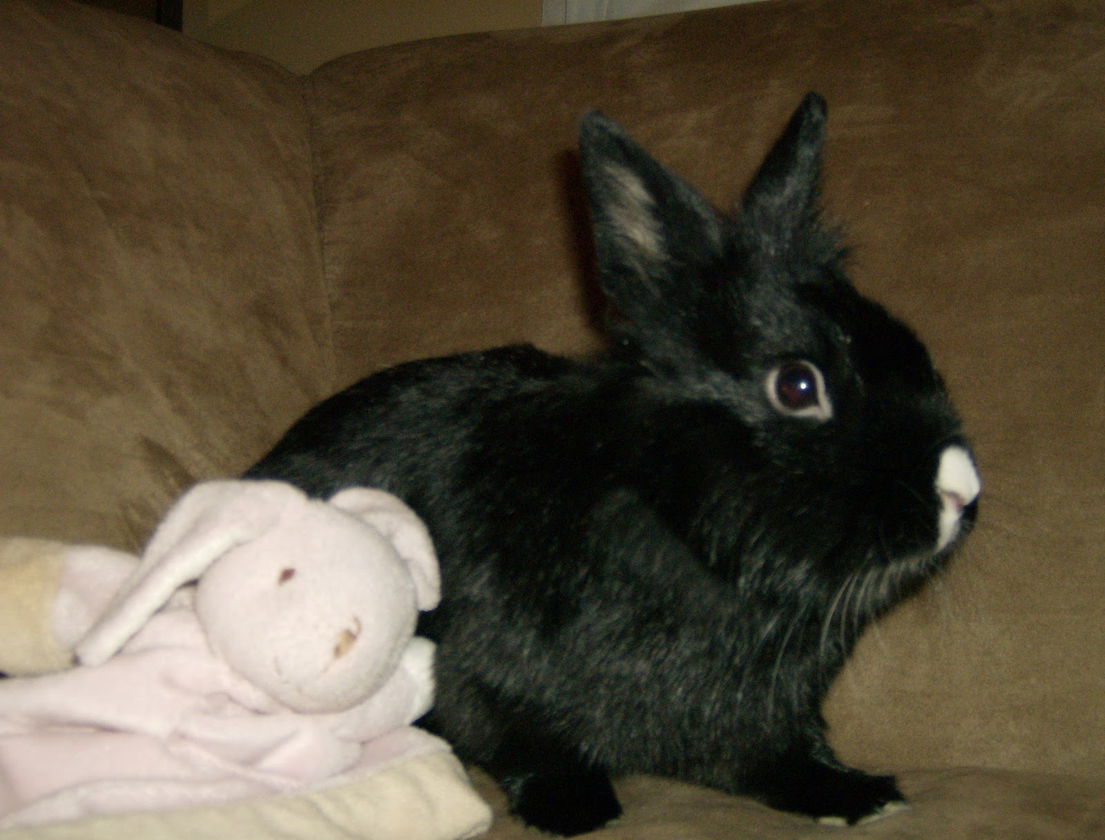 New Moon Rabbit Rescue: Bunny Profile - Clive