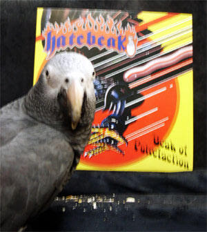 kill rock stars blog: hatebeak! a death metal band with an african grey ...