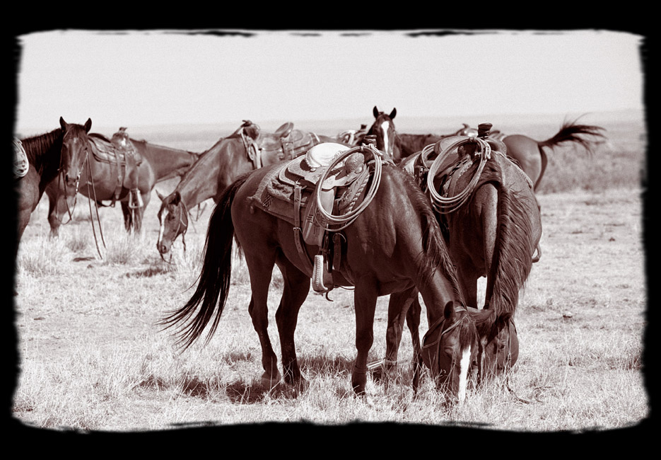 4Corners Ranch: T4 Cattle co