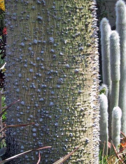 Welcome to FunnyDust: Dangerous trees (20 Photos)