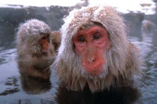 Welcome to FunnyDust: The Snow Monkeys of Jigokudani Yaen-koen Park (4 ...