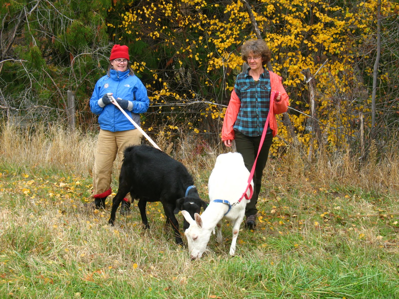 WCFIELDS: Farm Fall Exercise Program