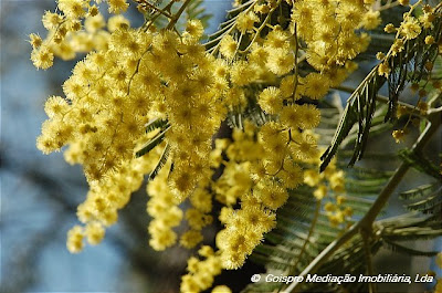 BLOGÓIS: Acácia Amarela