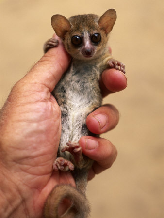 Fun Facts: The Smallest Primate in the World: The Mouse Lemur